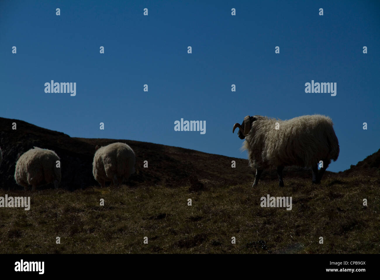 Sheep horns hi-res stock photography and images - Alamy