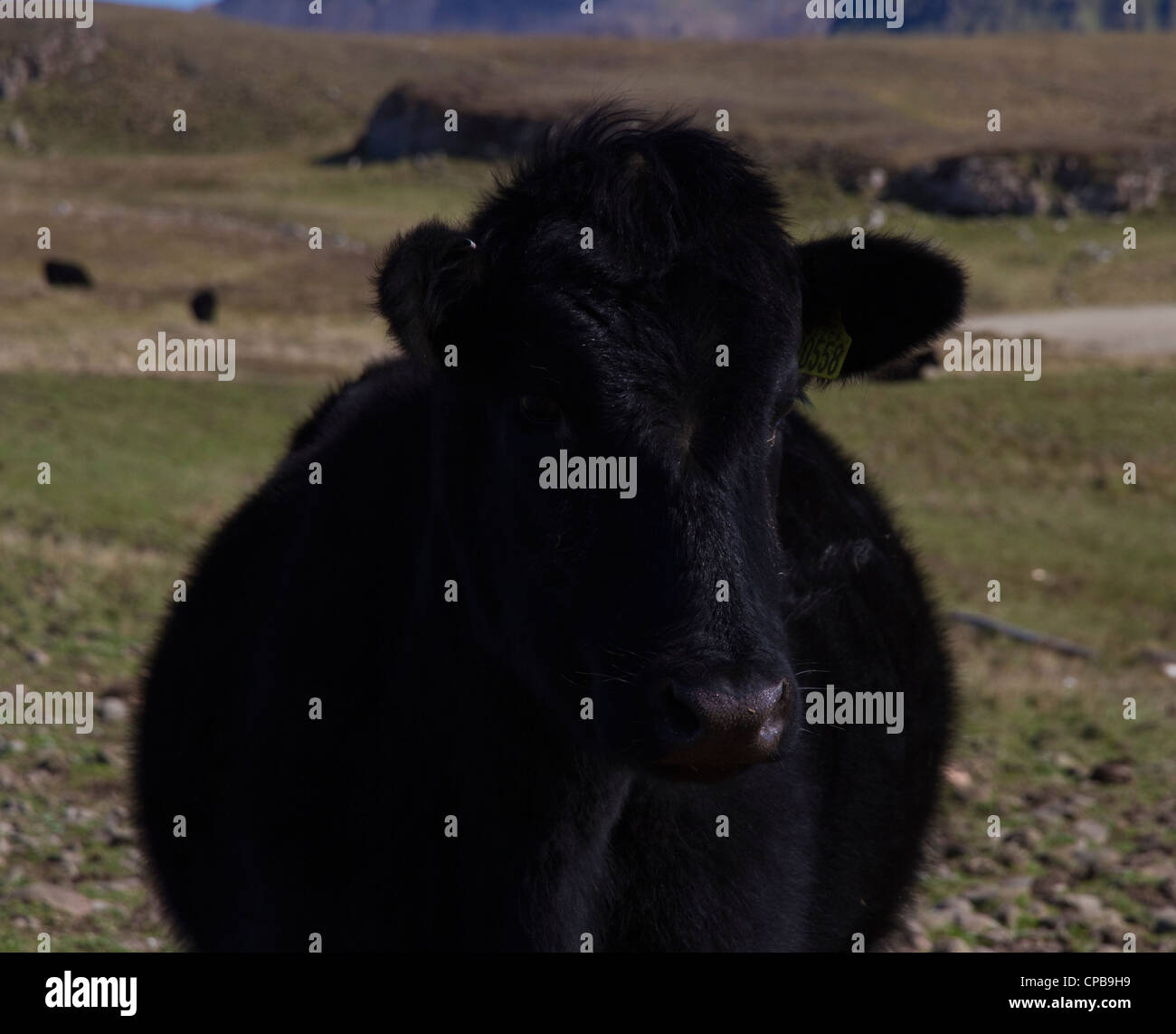 Small black cow hi-res stock photography and images - Alamy