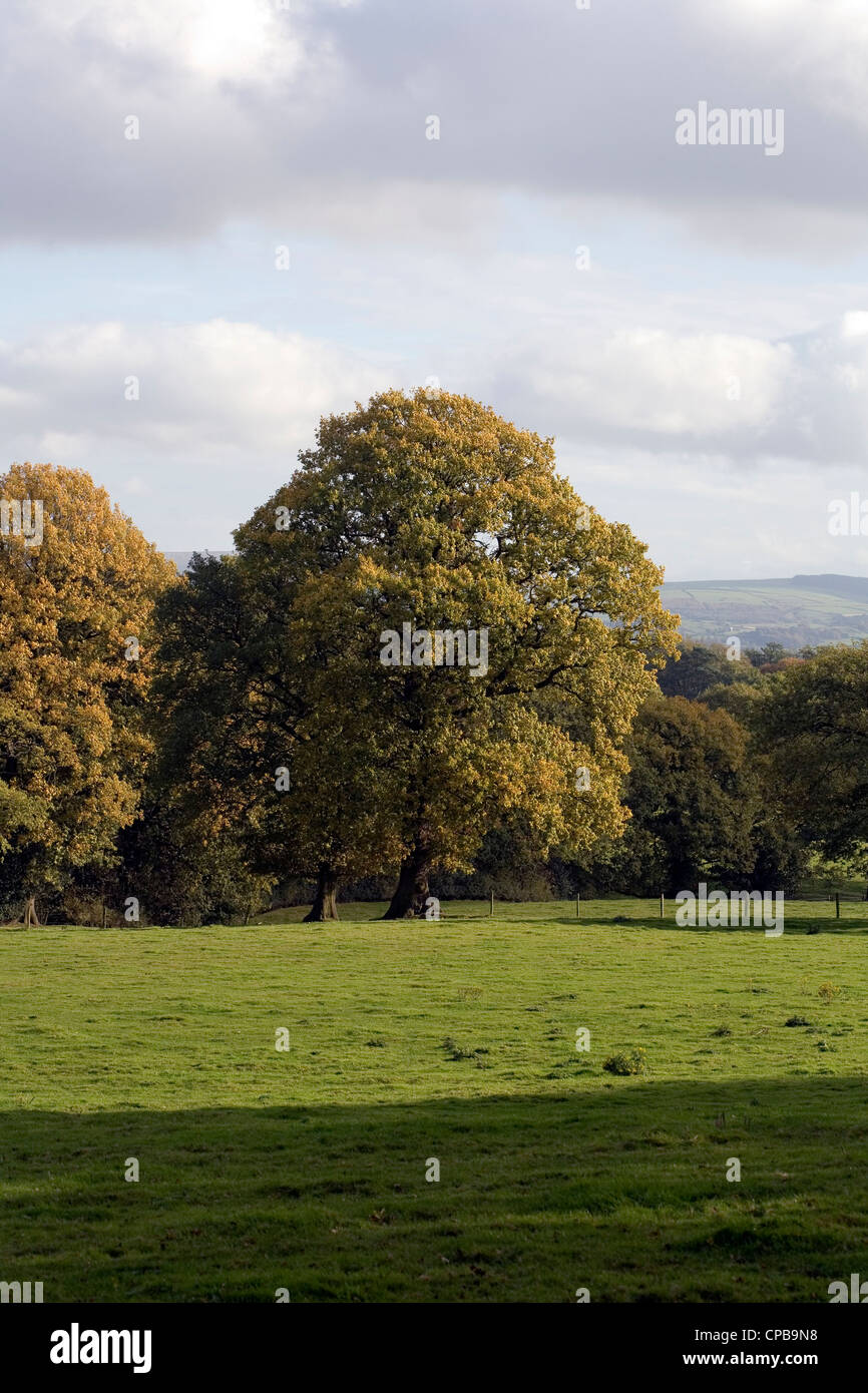 Oak trees Autumn The Fall Alderley Edge Cheshire England Stock Photo ...