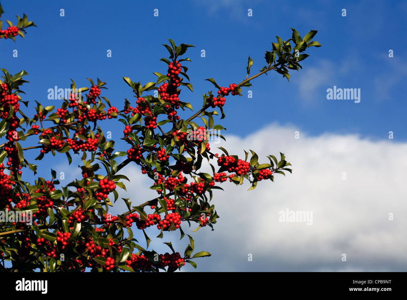 Holly Tree with berries Autumn The Fall Alderley Edge Cheshire England ...