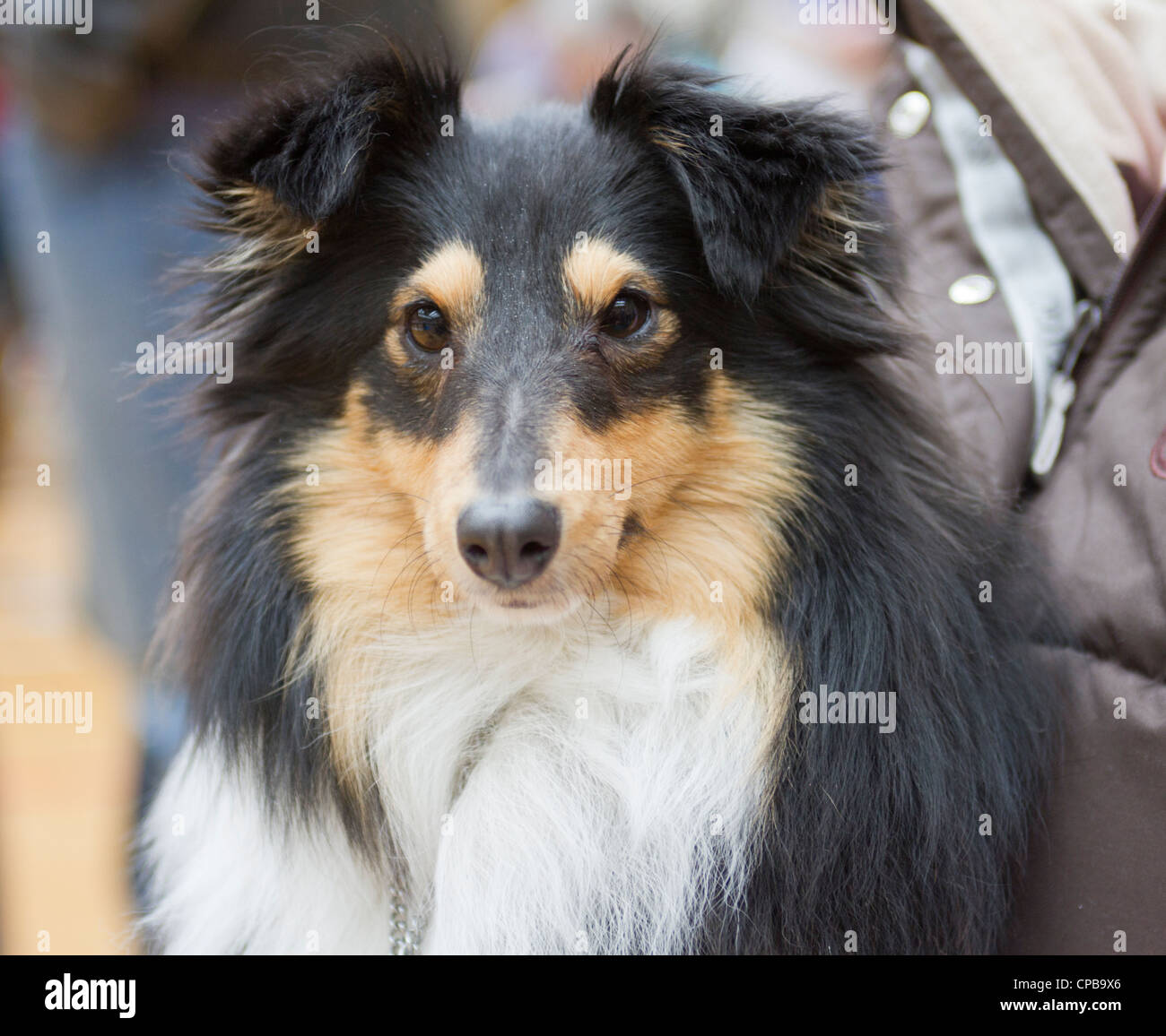Sheltie group hi-res stock photography and images - Alamy