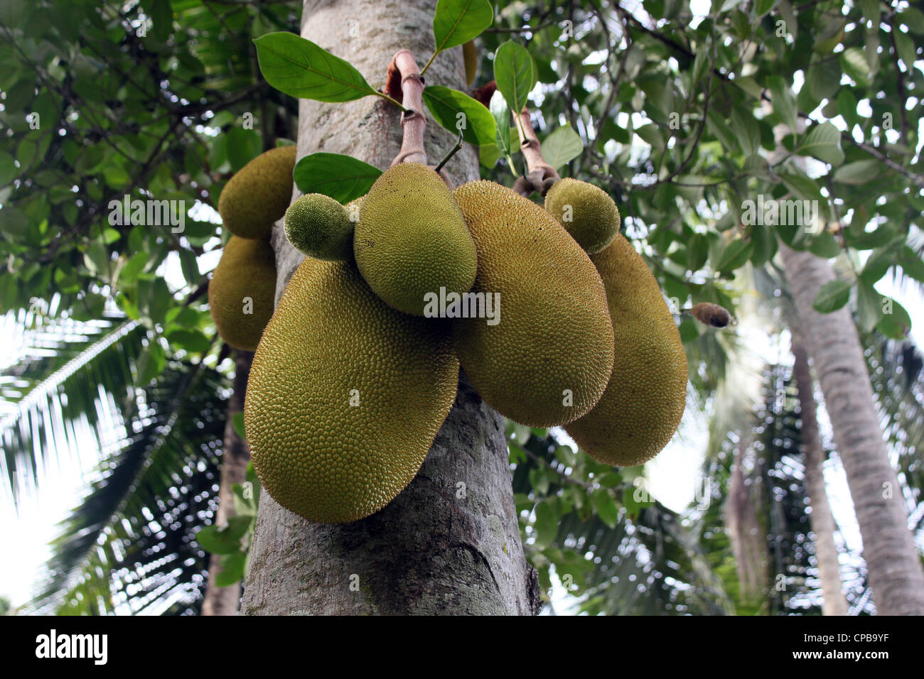 Jackfruit (Artocarpus heterophyllus) Jack Fruit Stock Photo - Alamy