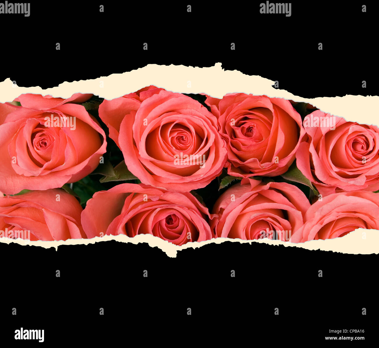 Recycled roses hi-res stock photography and images - Alamy