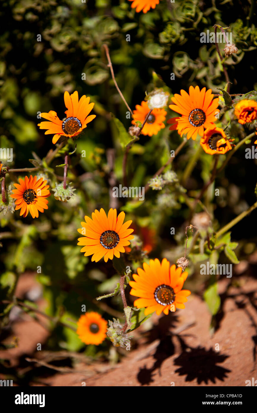 Spring in africa hi-res stock photography and images - Alamy
