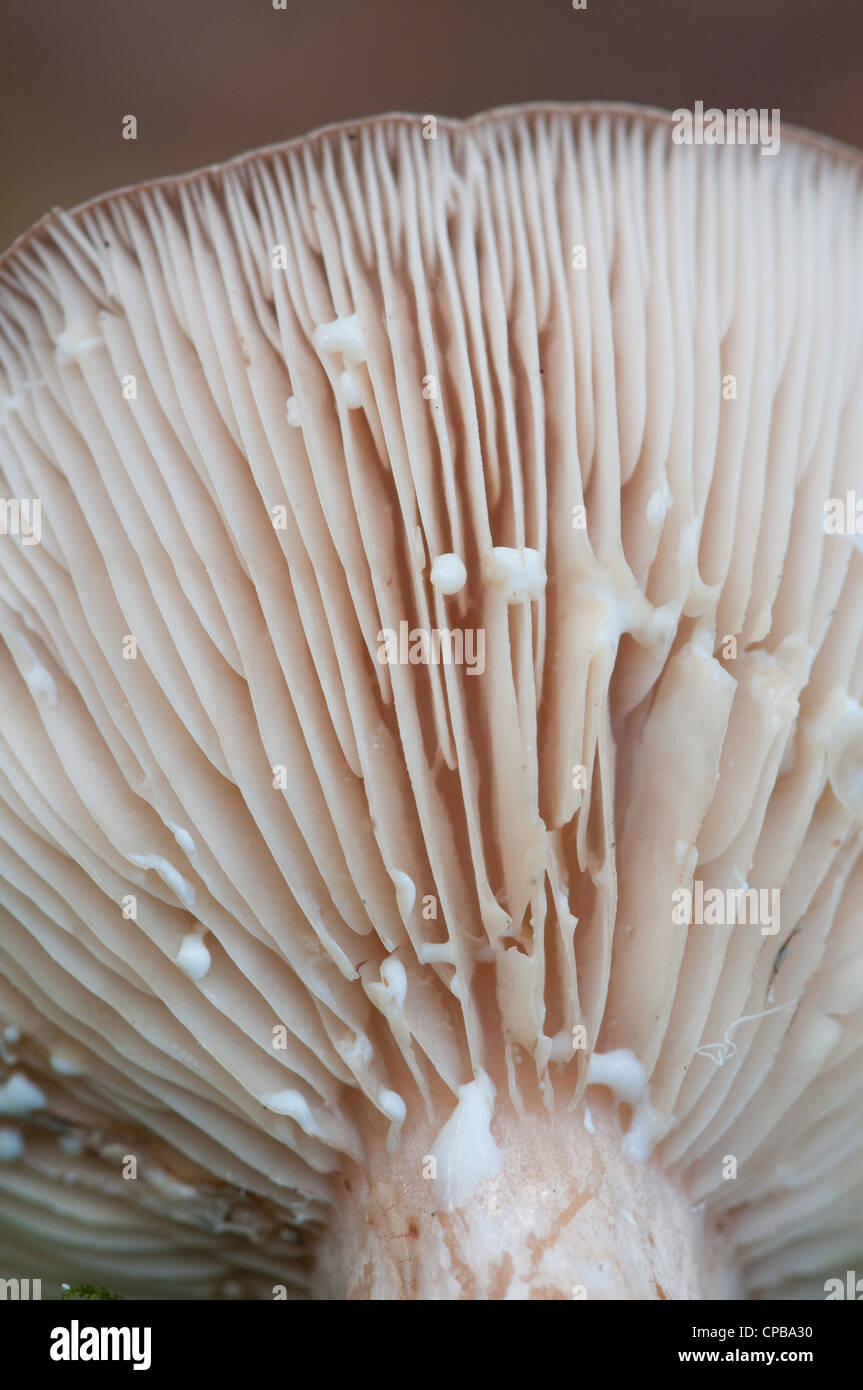 Milkcap: Lactarius sp. Drops of "milk" being exuded from damaged gills ...