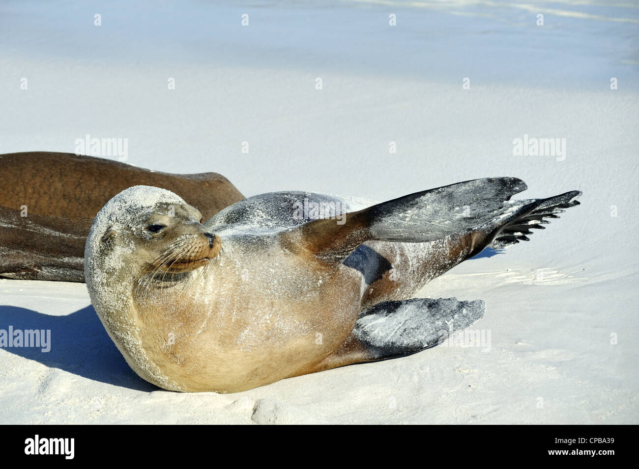 Female sea lion waving flipper at water's edge Stock Photo - Alamy