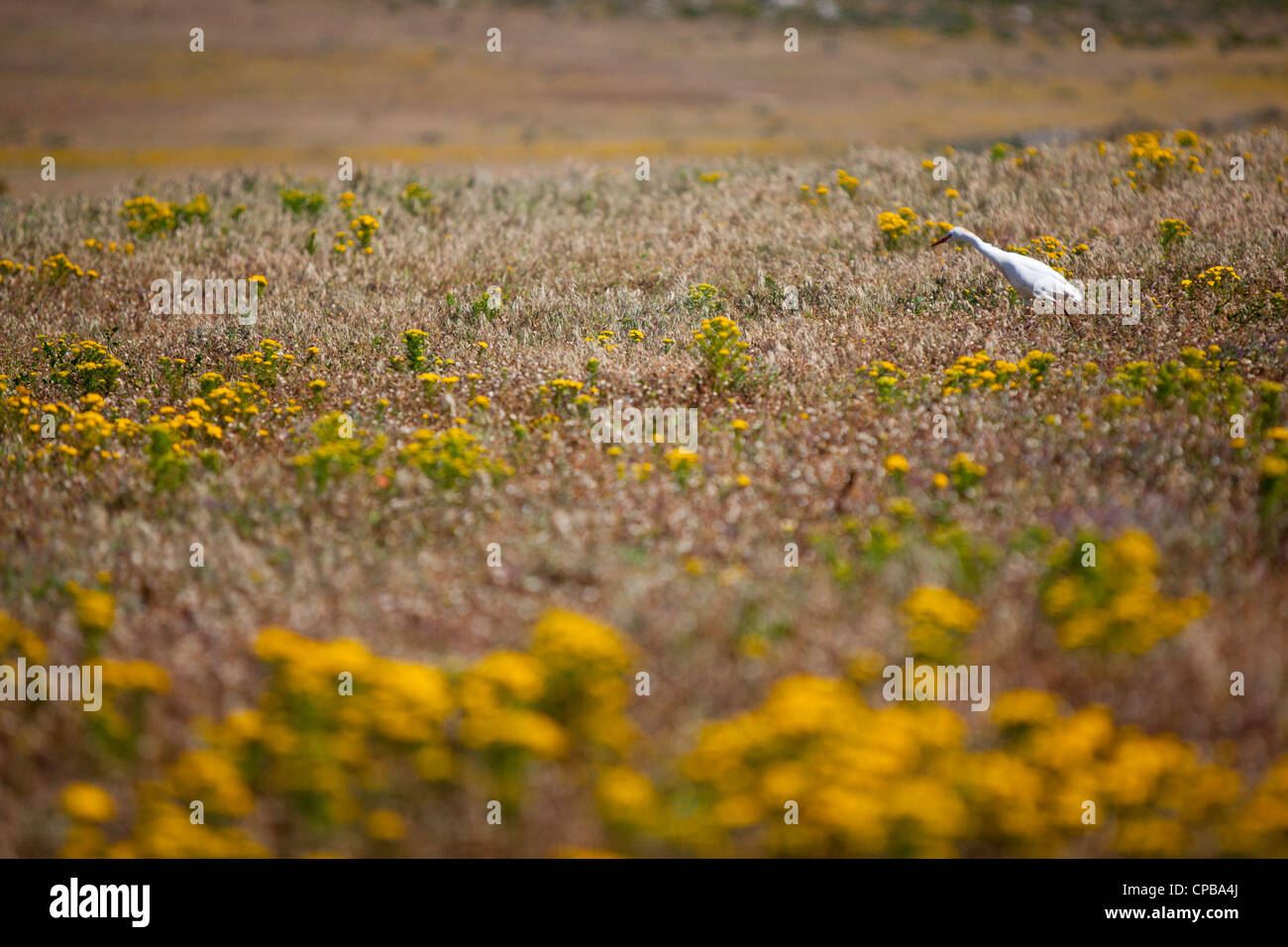 A white Cranes eating in a field of yellow spring flowers at the west ...