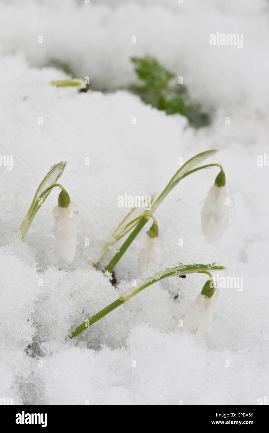 Snowdrop: Galanthus nivalis Stock Photo - Alamy