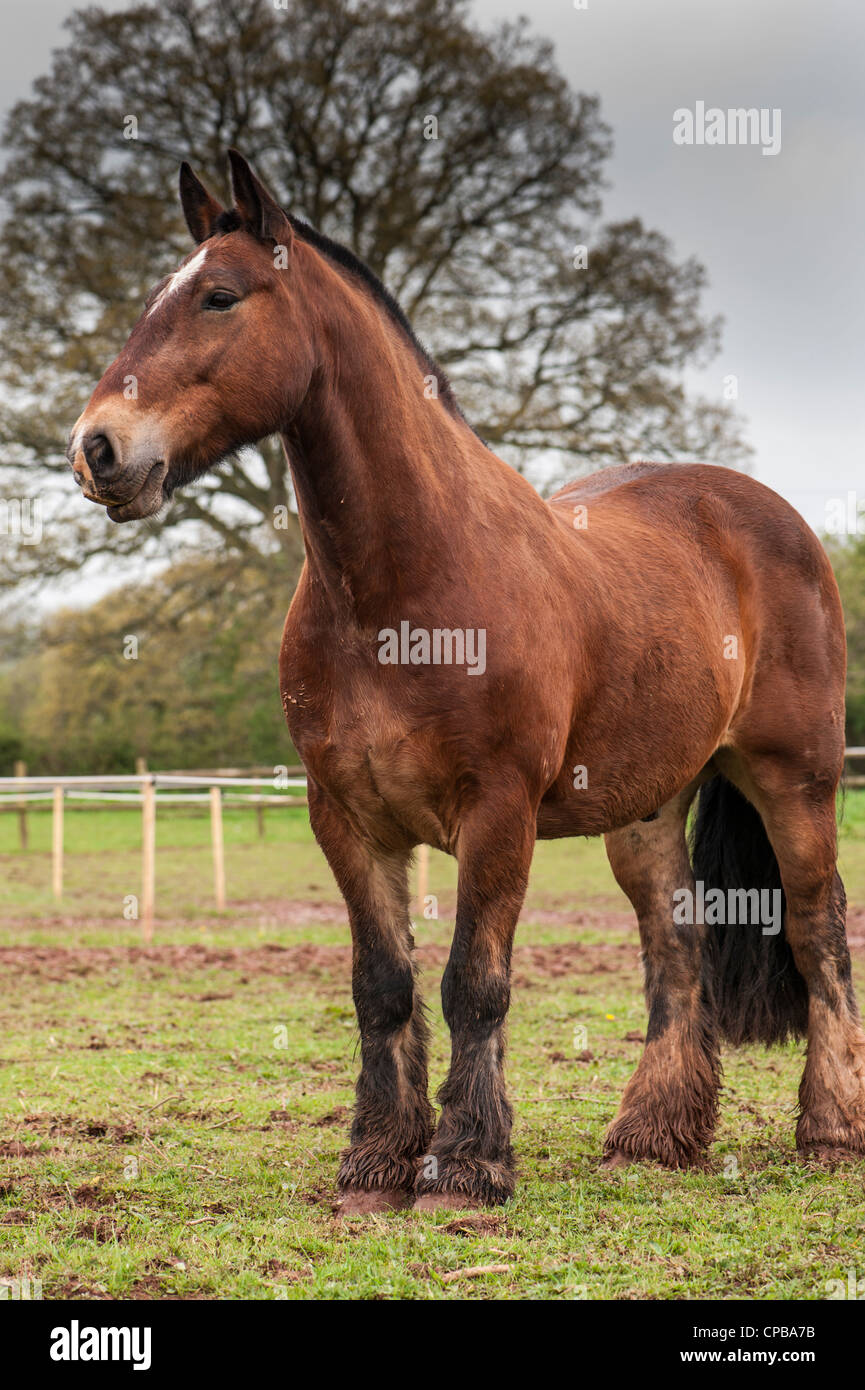 Bay cob horse in paddock hi-res stock photography and images - Alamy