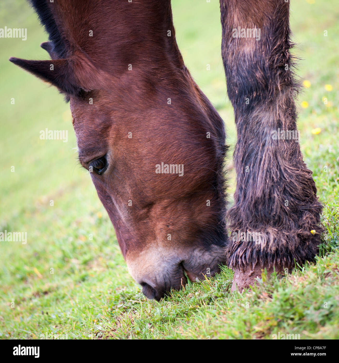 Clipped bay hi-res stock photography and images - Alamy