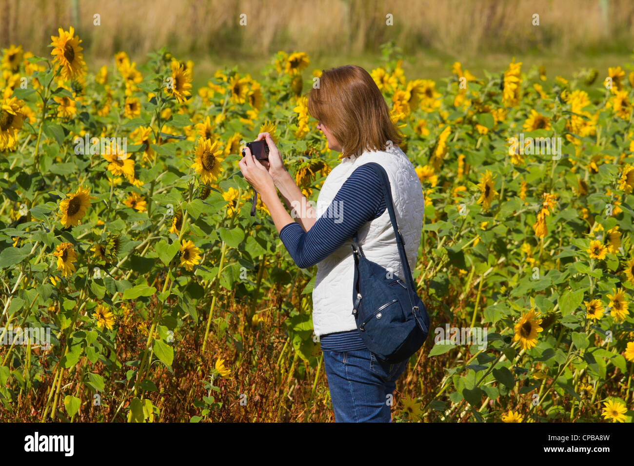 Photographer in field sunflowers hi-res stock photography and images ...