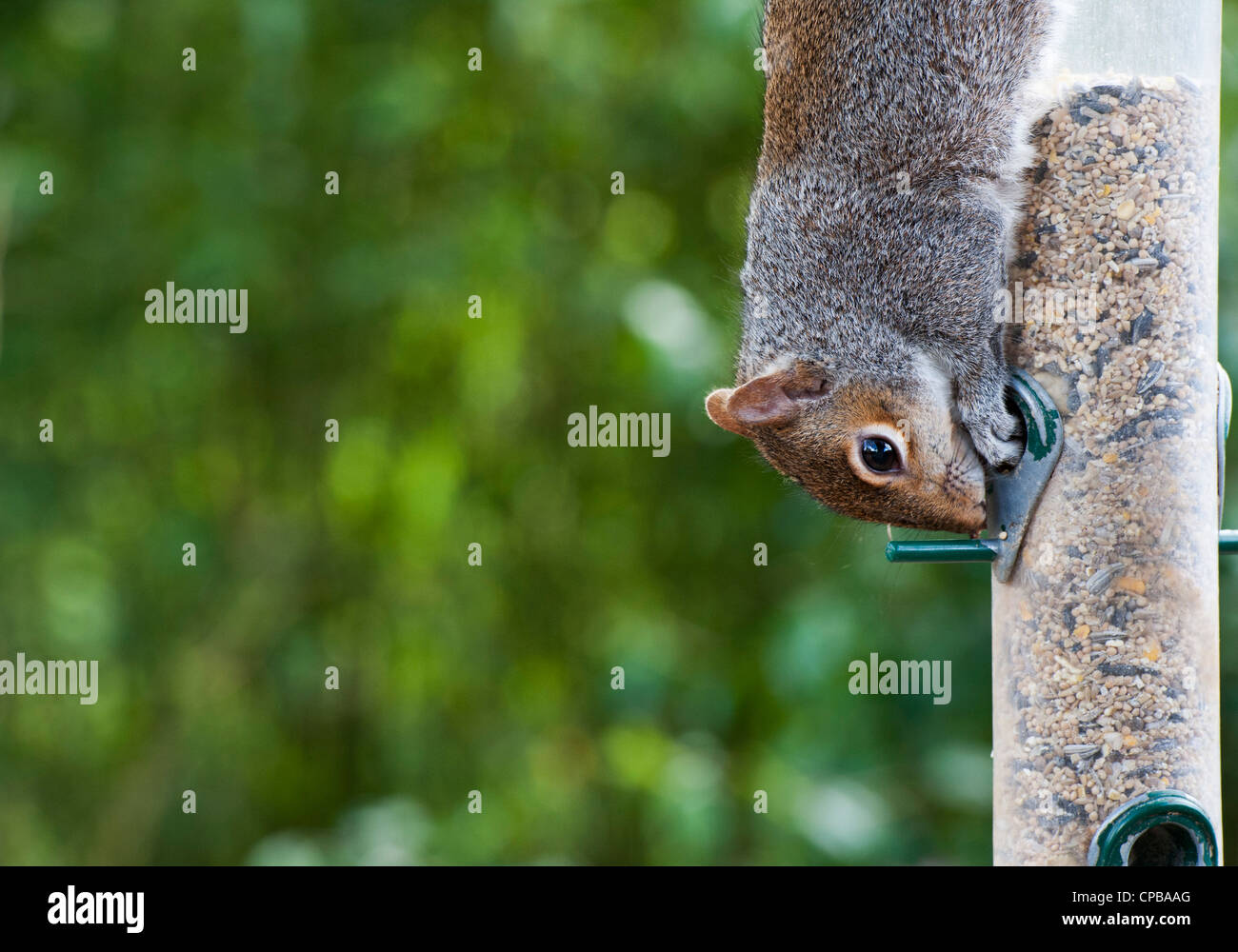 Upside down grey squirrel hi-res stock photography and images - Alamy