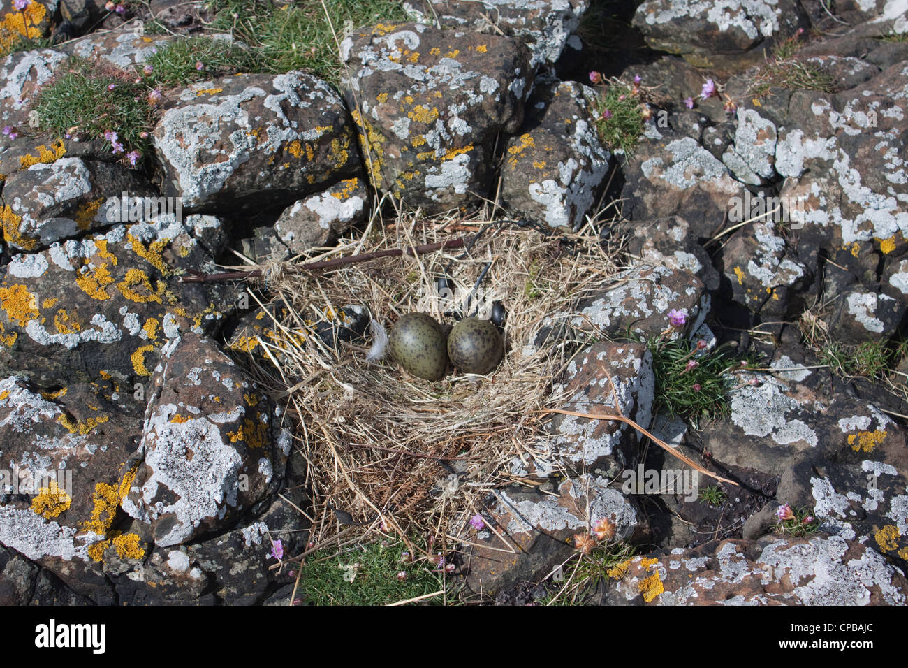 Common Gull Larus canus nest with eggs on the Isle of Canna, in the ...
