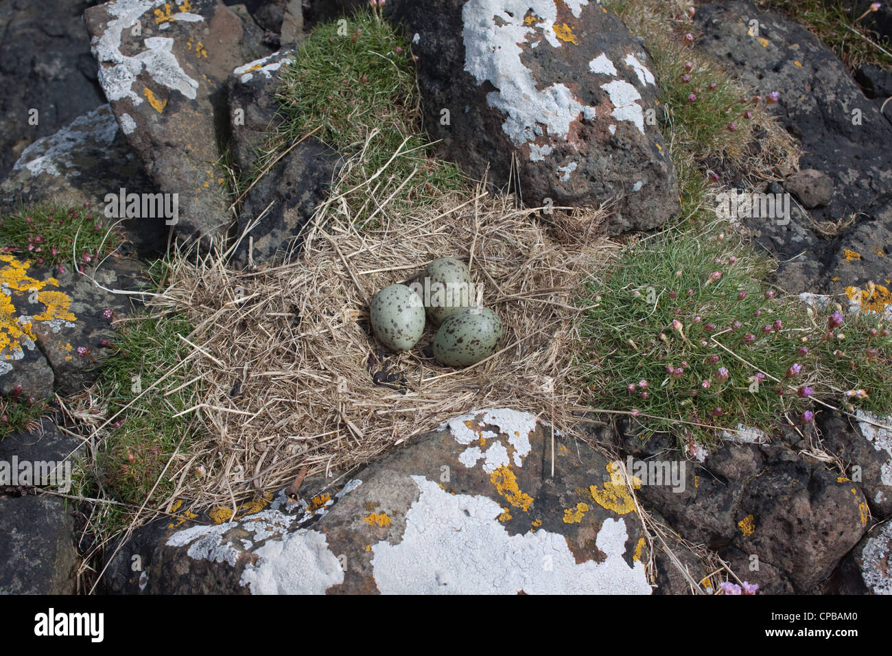 Gull eggs in nest hi-res stock photography and images - Alamy