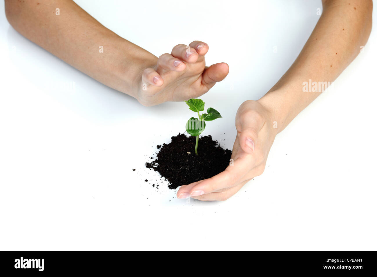 Hand and plant isolated on white background Stock Photo - Alamy
