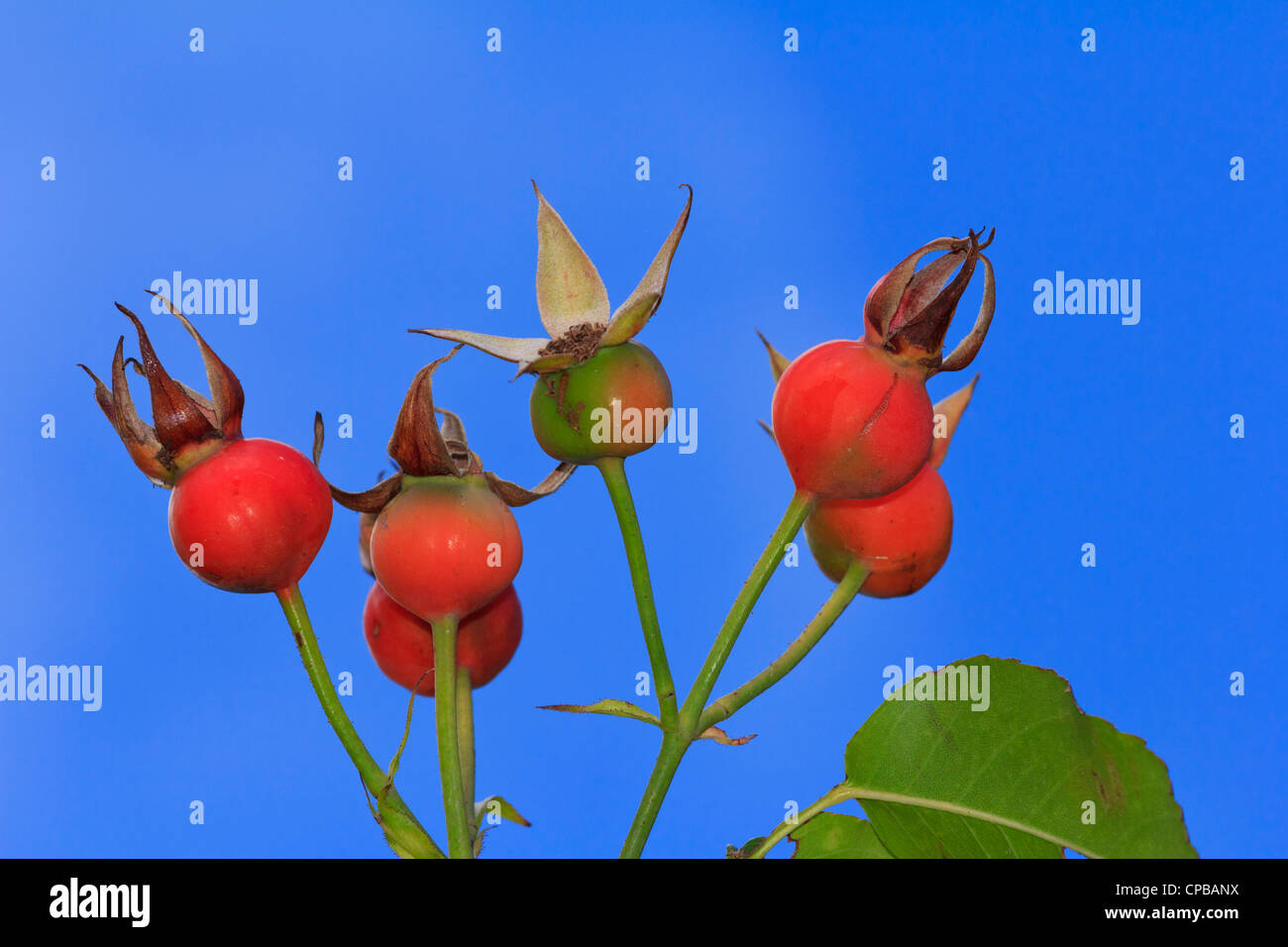 Stems of rosehips hi-res stock photography and images - Alamy