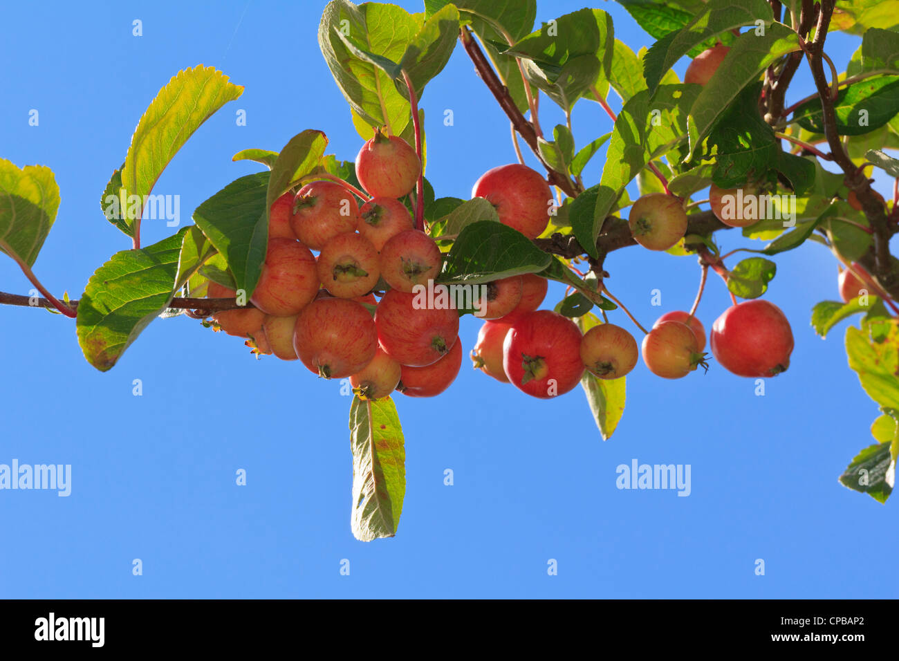 Crabapple leaf hi-res stock photography and images - Alamy