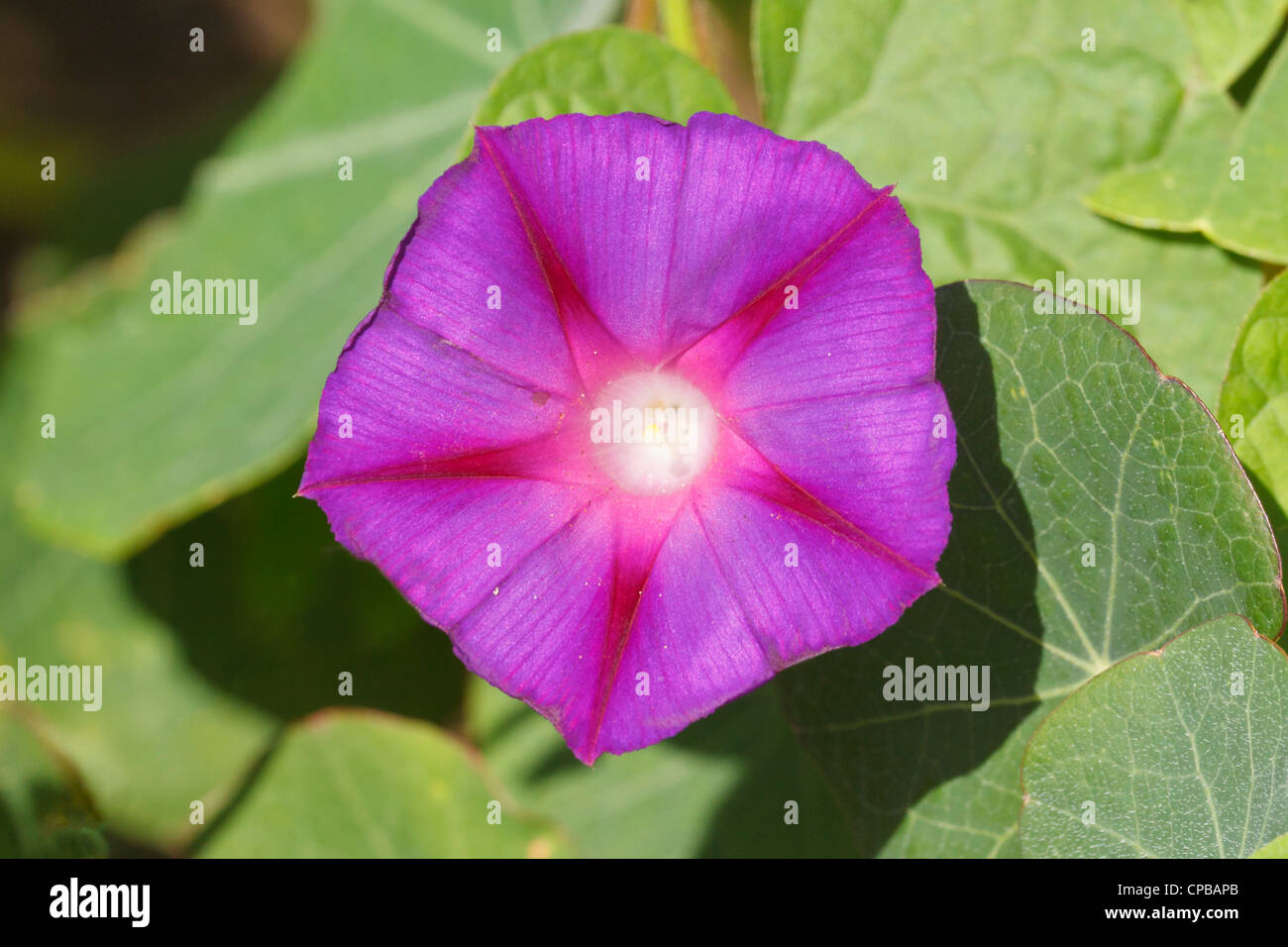 Purple Morning Glory Flowers