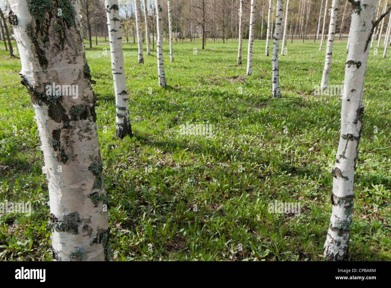 Several birch trees lined up at a lush lawn Stock Photo - Alamy