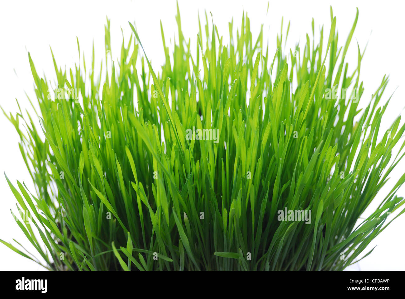 green young sprouts of wheat with tears of dew Stock Photo - Alamy