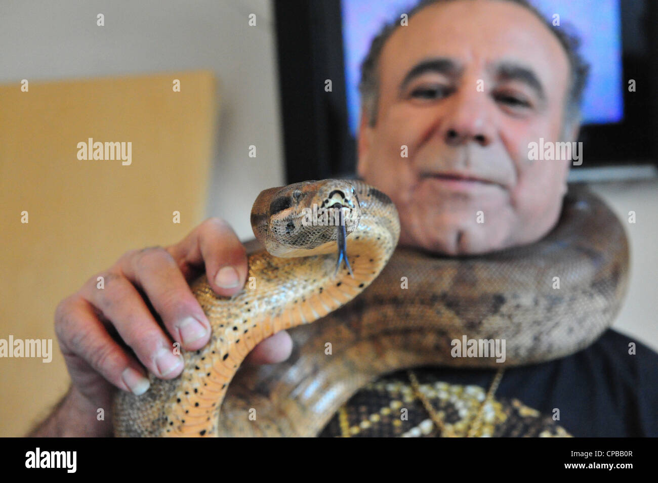 Python Snake Attack High Resolution Stock Photography and Images - Alamy
