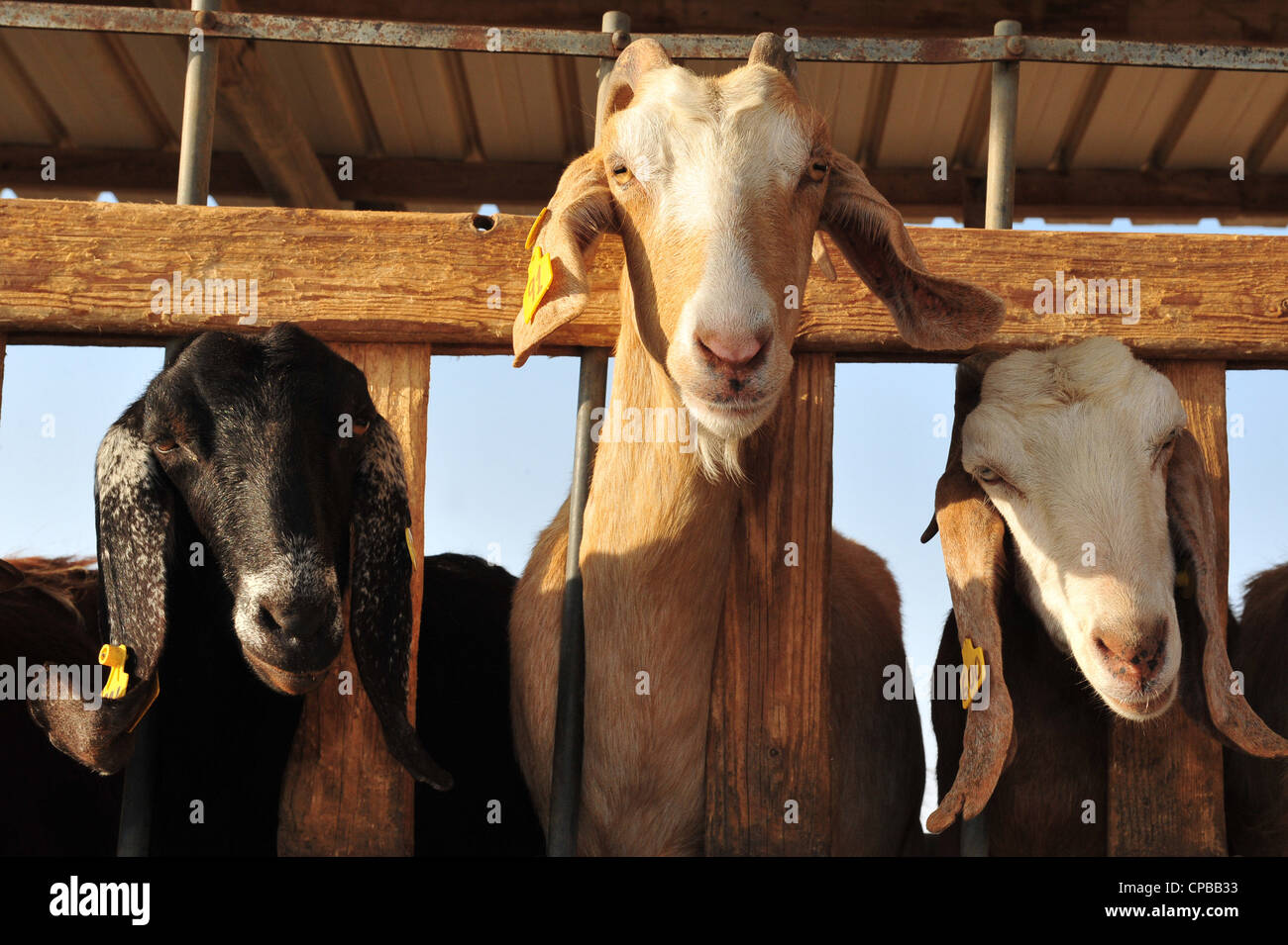 Goats For Milking High Resolution Stock Photography and Images - Alamy