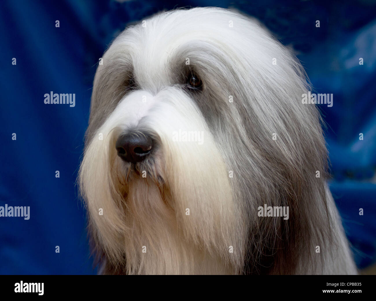 Bearded collie dog hi-res stock photography and images - Alamy