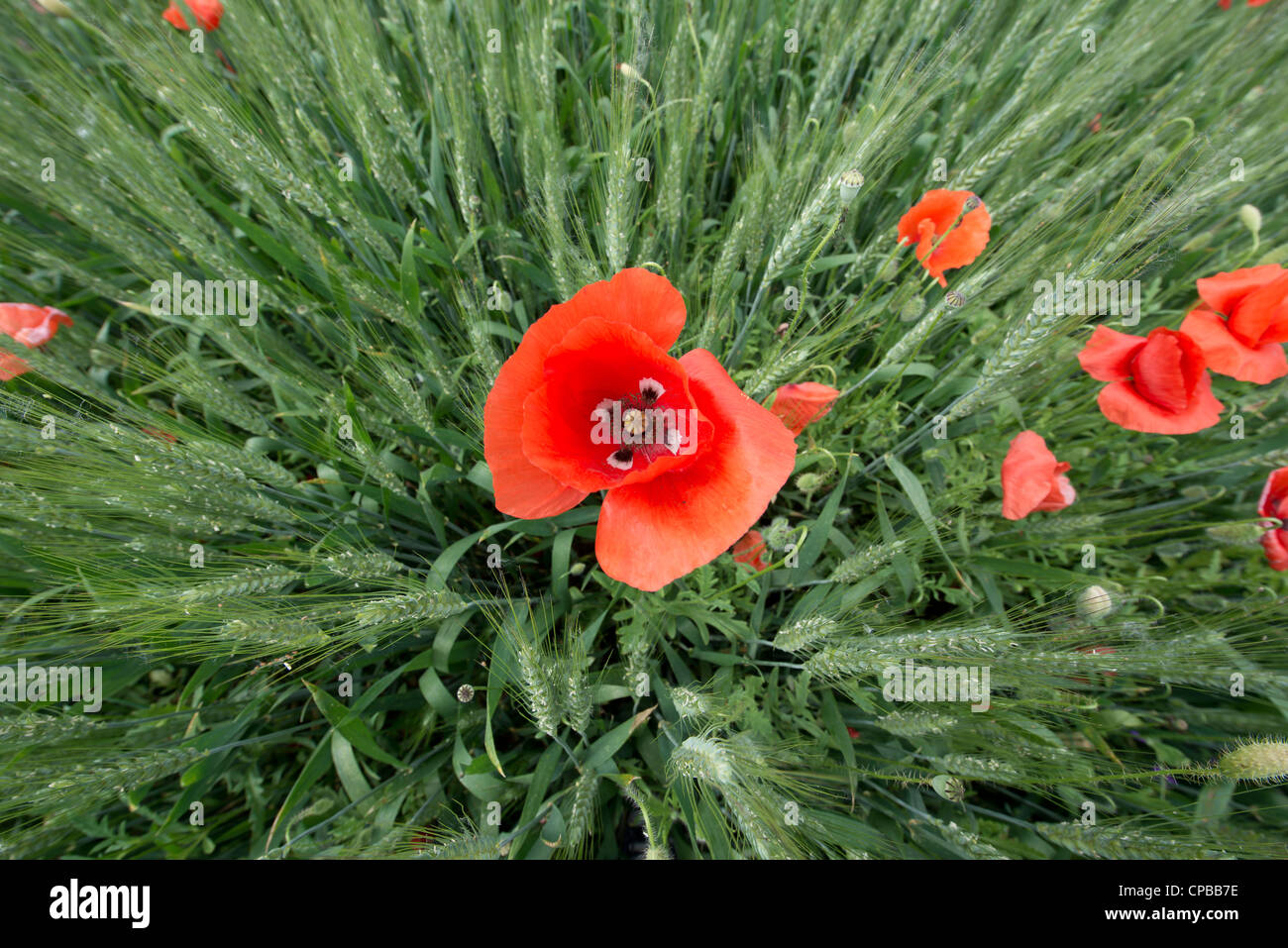 Spring poppies field hi-res stock photography and images - Alamy