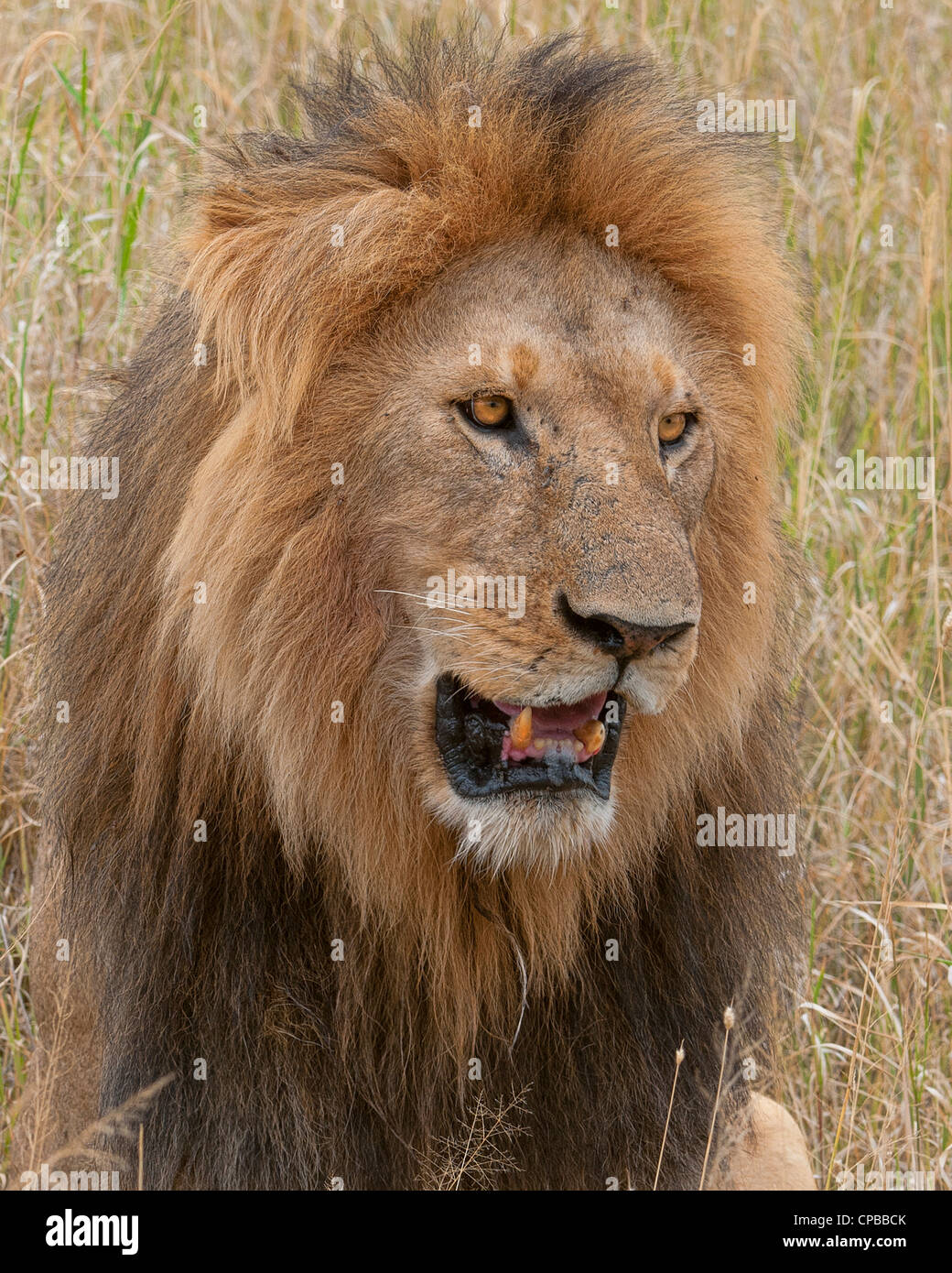 Close-up of a male african lion with a well developed mane Stock Photo ...