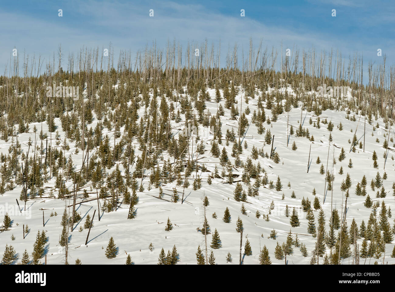Natural Reseeding by Wildfire, Yellowstone NP, WY Stock Photo - Alamy