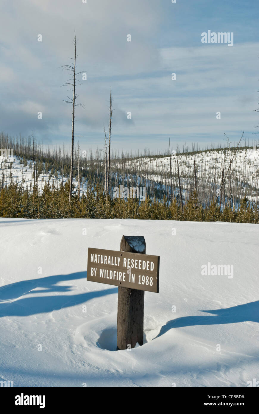 Natural Reseeding by Wildfire, Yellowstone NP, WY Stock Photo - Alamy