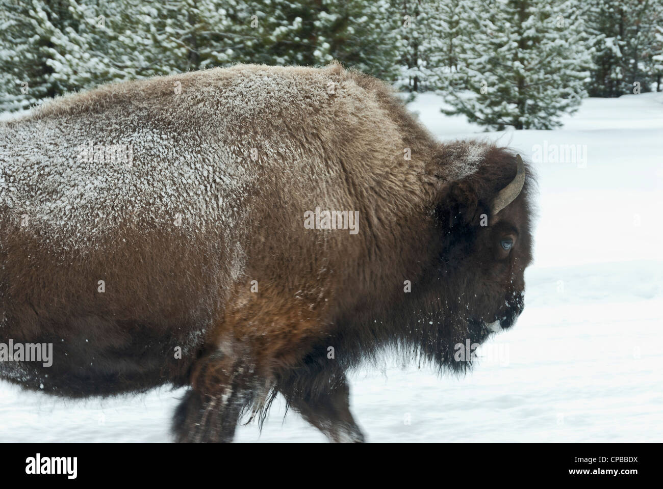 Bison on winter road hi-res stock photography and images - Alamy