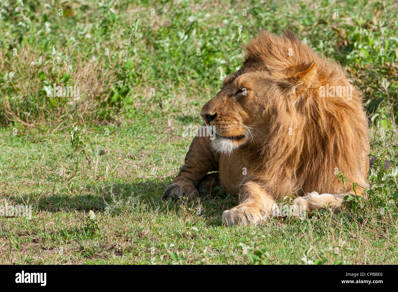 Mane mouth hi-res stock photography and images - Alamy