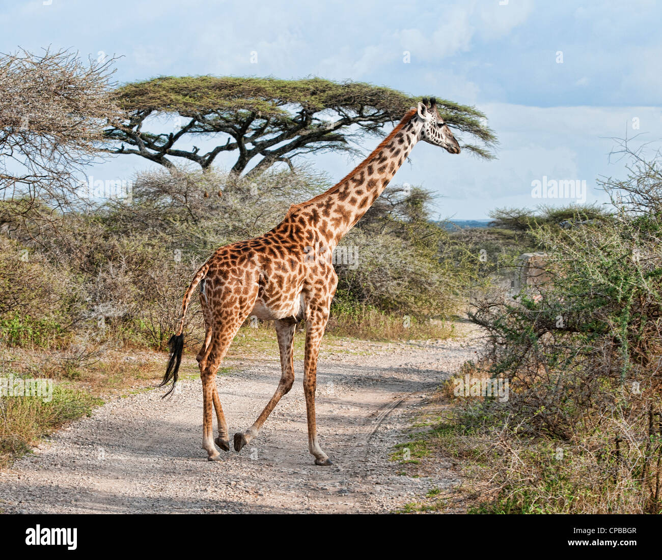 Giraffe crossing the road in Africa Stock Photo - Alamy