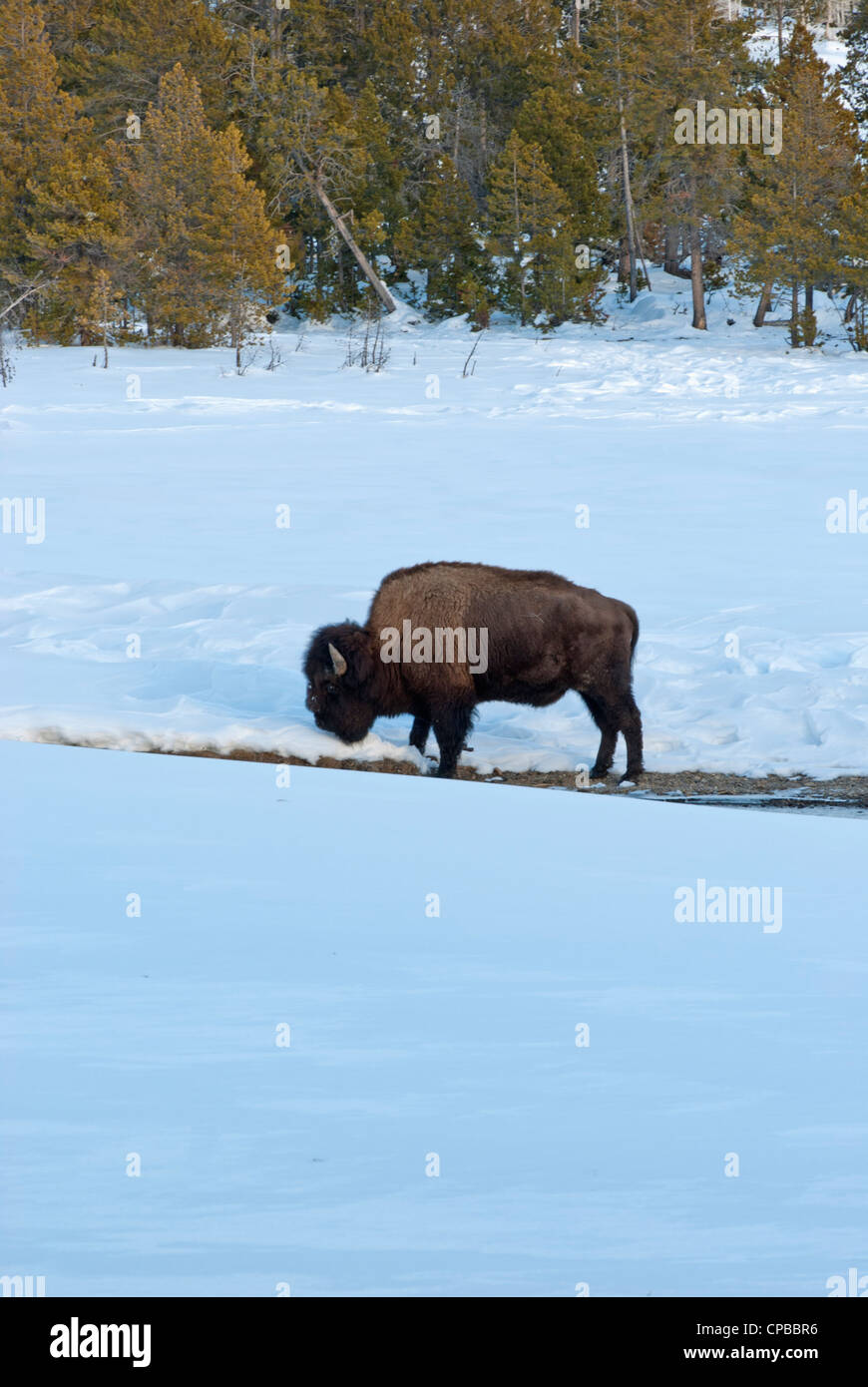 Geyser winter buffalo hi-res stock photography and images - Alamy