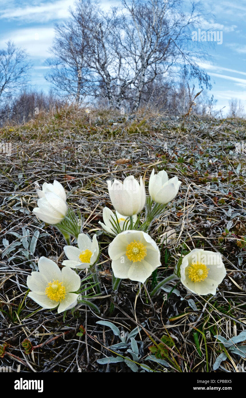 Yellow Pasque flowers. Altai foothills, Siberia, Russia Stock Photo - Alamy