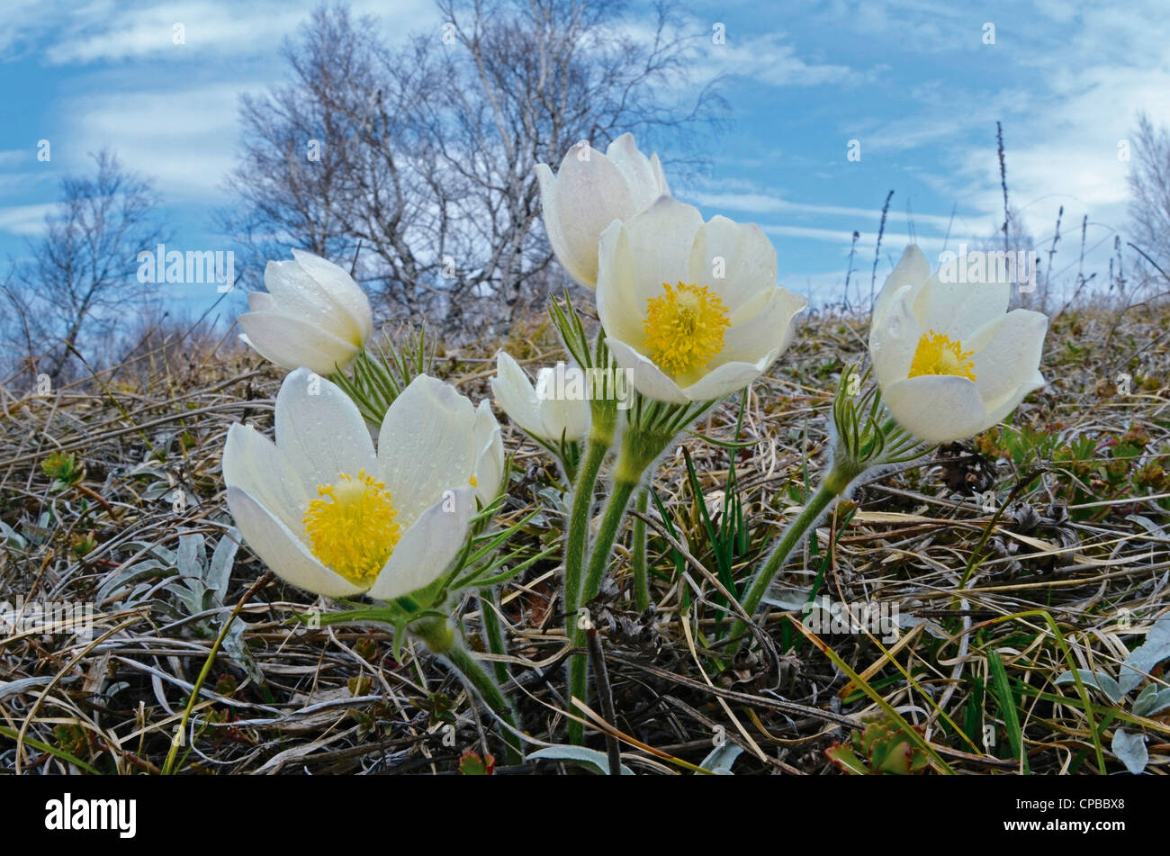 Yellow Pasque flowers. Altai foothills, Siberia, Russia Stock Photo - Alamy