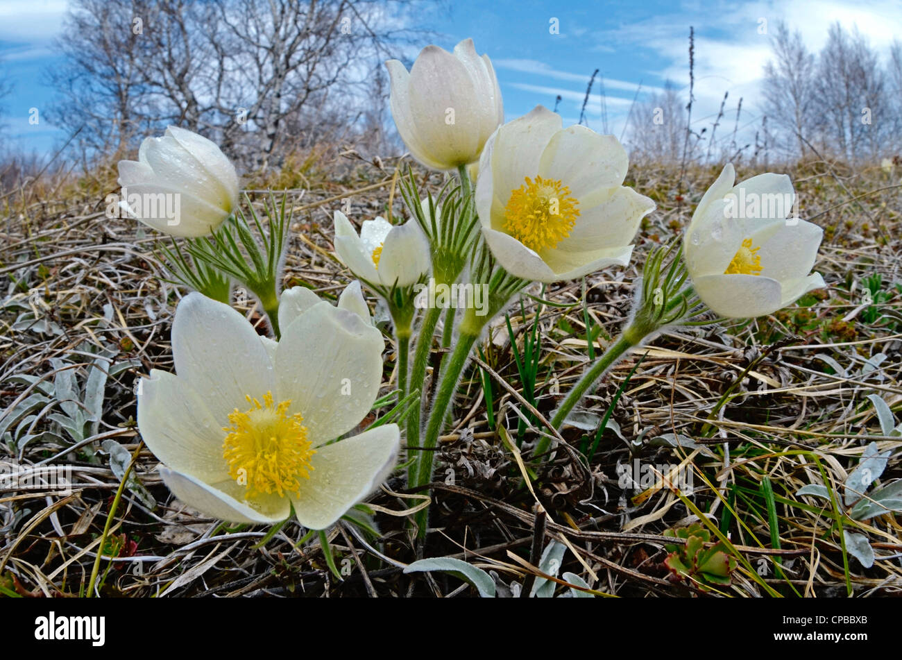 Yellow Pasque flowers. Altai foothills, Siberia, Russia Stock Photo - Alamy