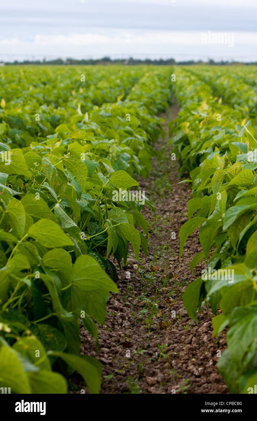 Produce row hi-res stock photography and images - Alamy