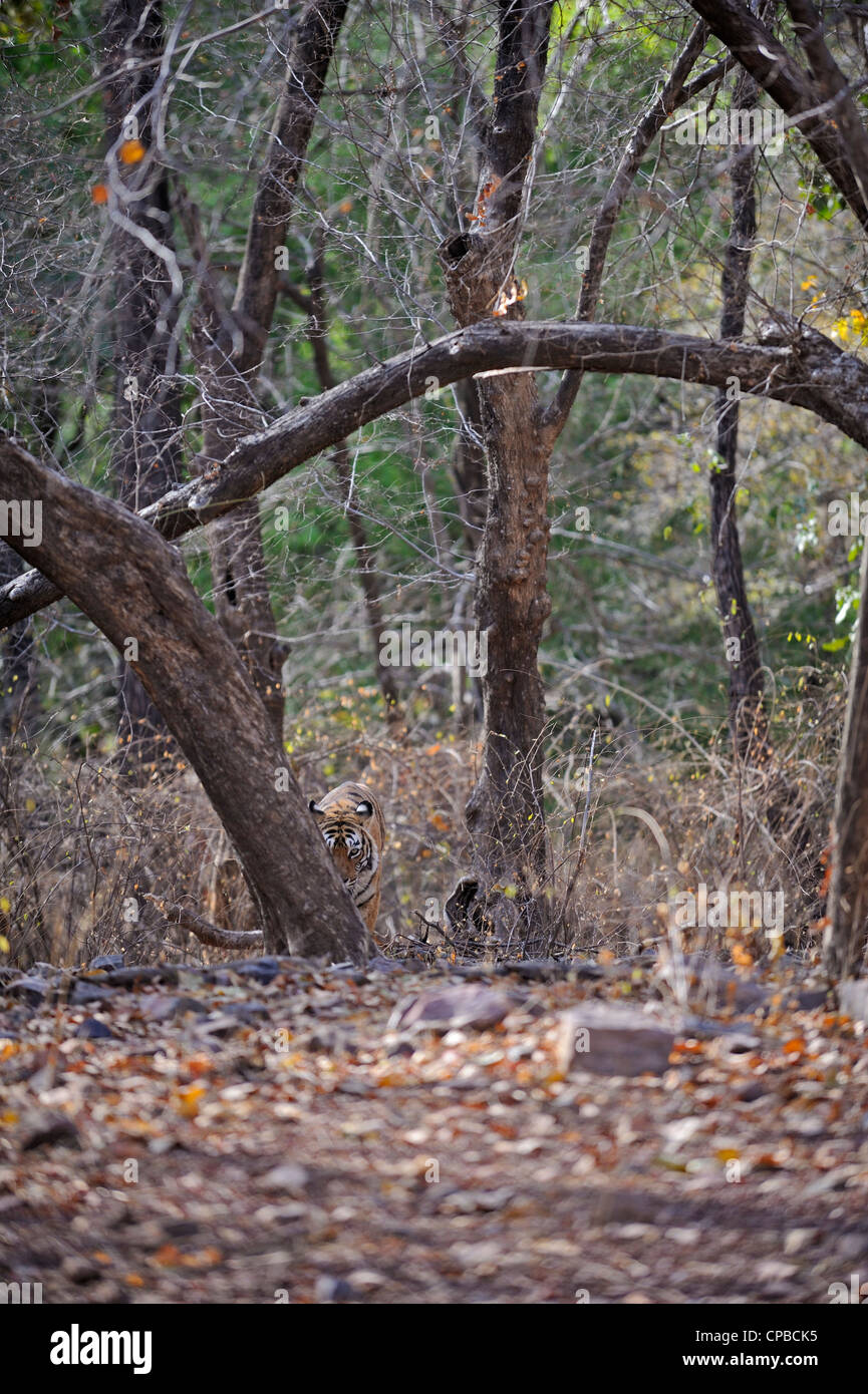 Machali - Ranthambhore's best know tigress - walking through the ...
