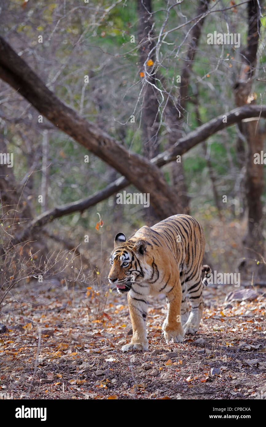 Machali hi-res stock photography and images - Alamy