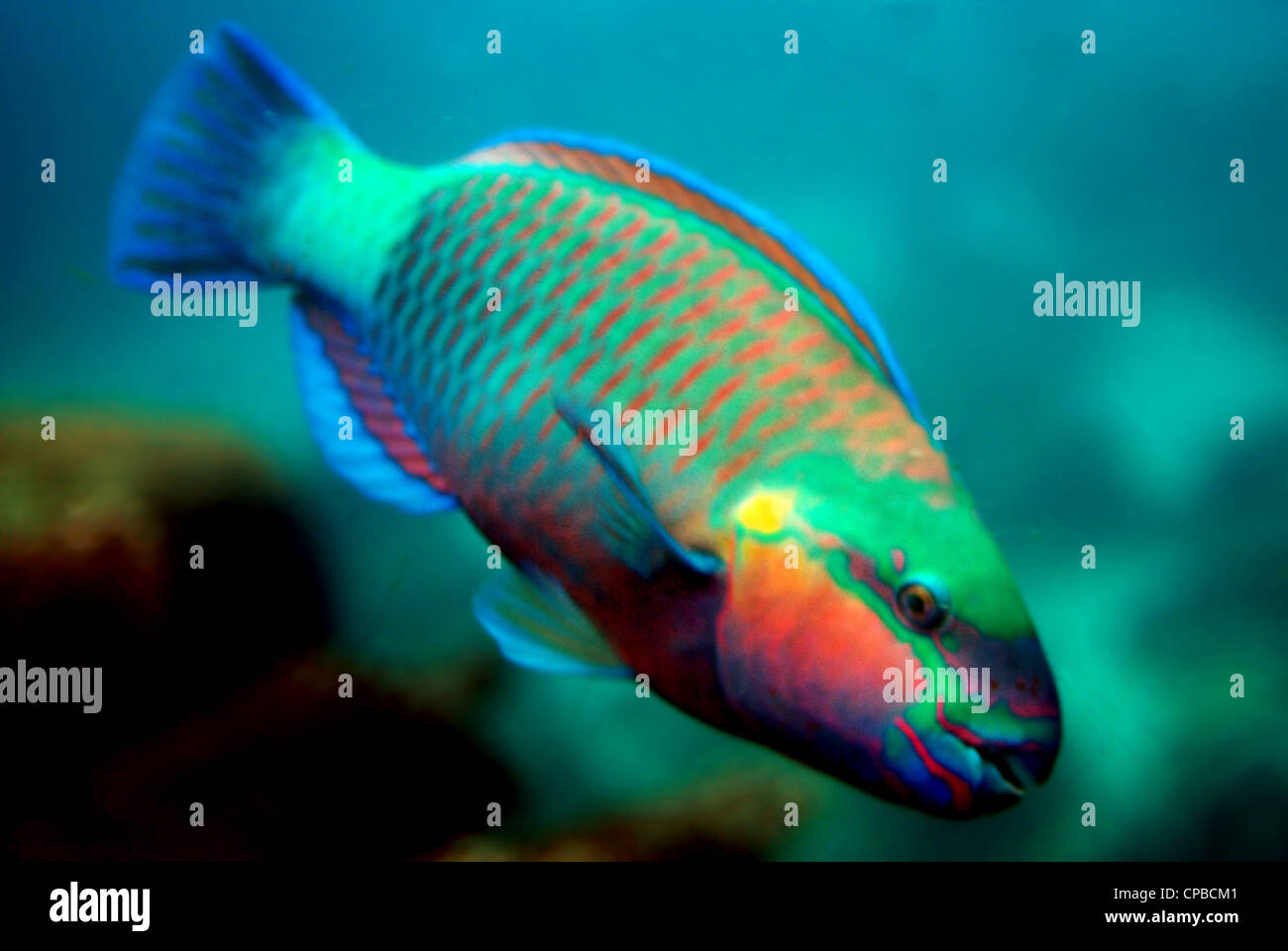 Parrot Fish Red Sea High Resolution Stock Photography and Images - Alamy