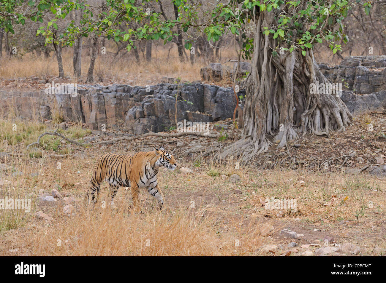 Tiger in the dry shrub forest habitat of Ranthambore national park ...
