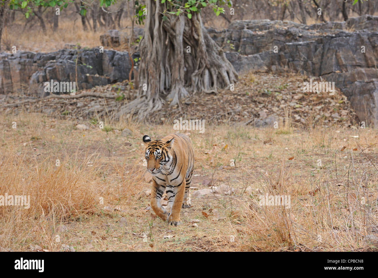 Tiger in the dry shrub forest habitat of Ranthambore national park ...