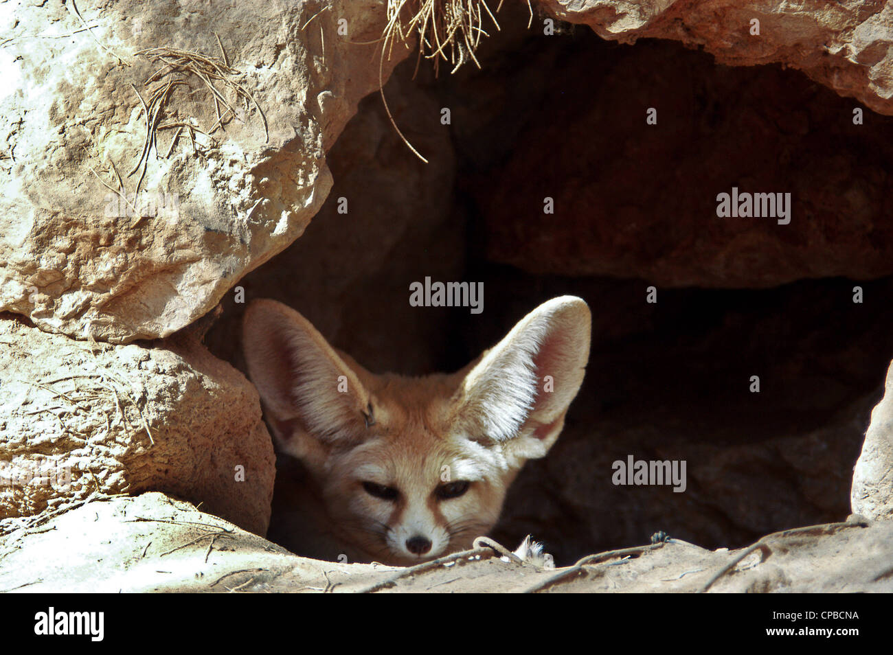 Afghan fox in a cave Stock Photo, Royalty Free Image: 48194646 - Alamy