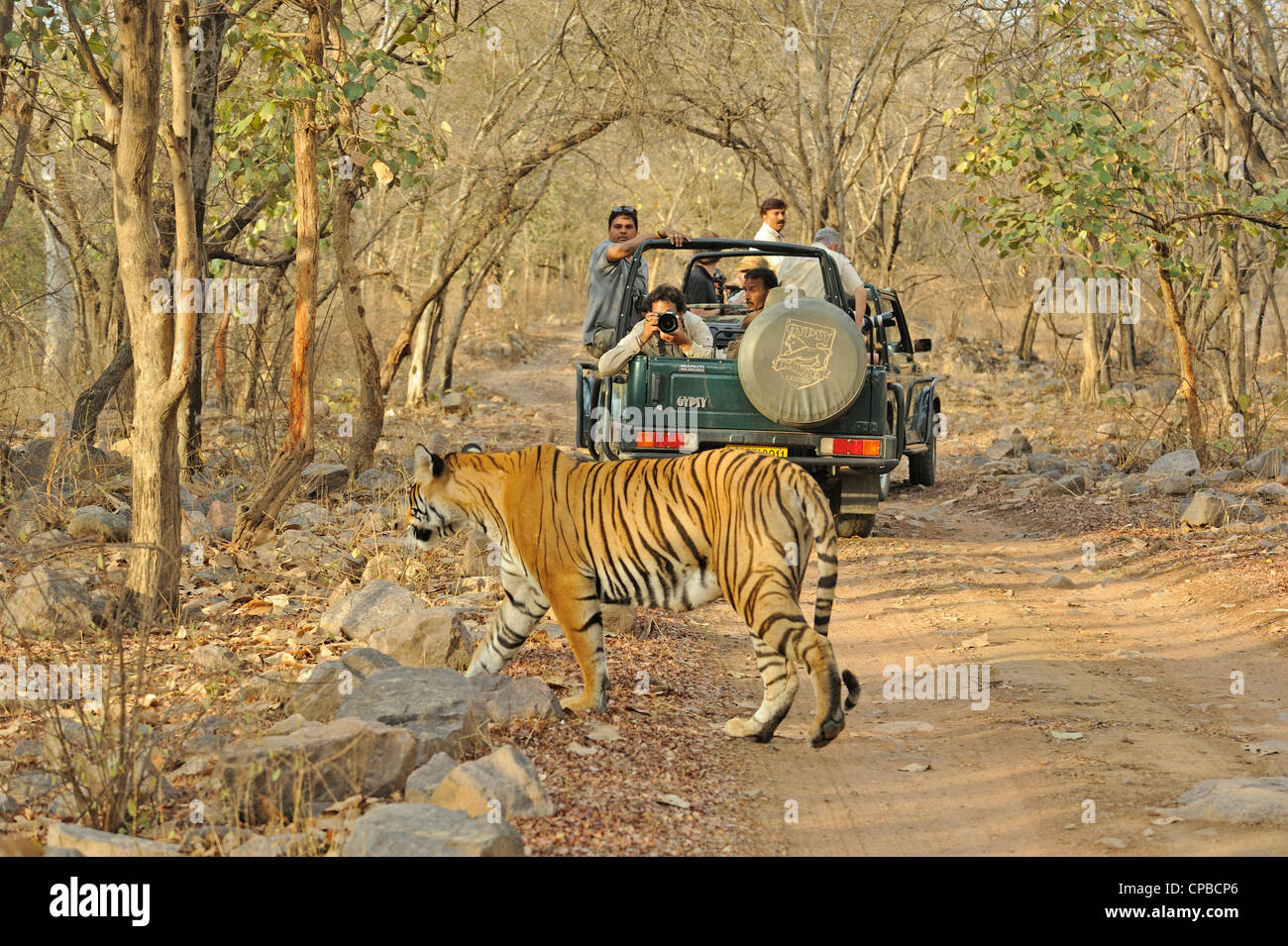 Tiger photography in the dry shrub forest habitat of Ranthambore ...