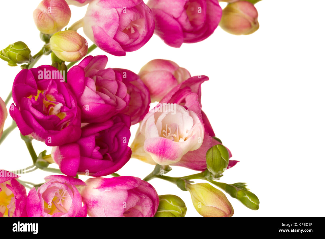 pink blooming freesias Stock Photo - Alamy