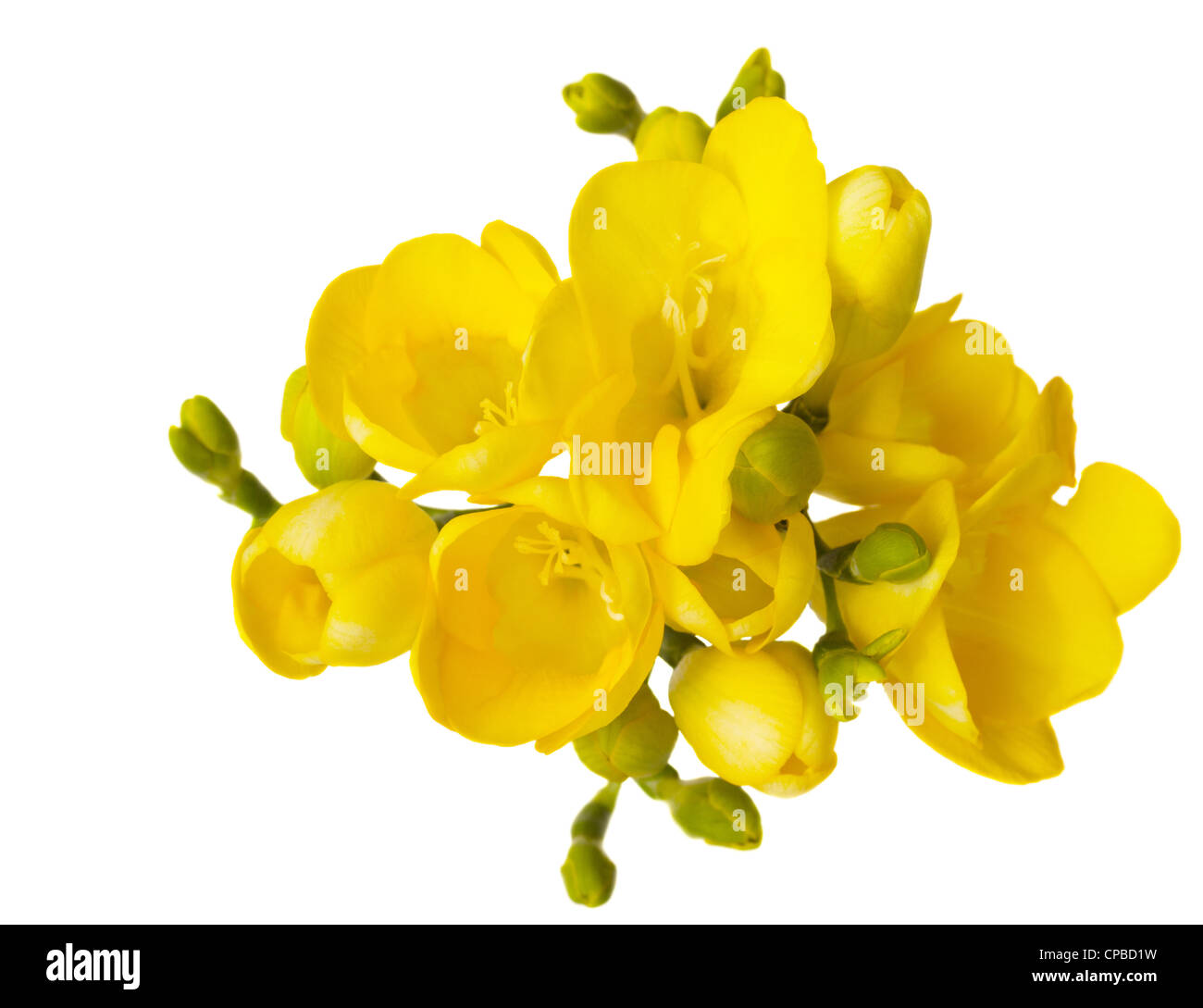 yellow freesia flowers Stock Photo - Alamy