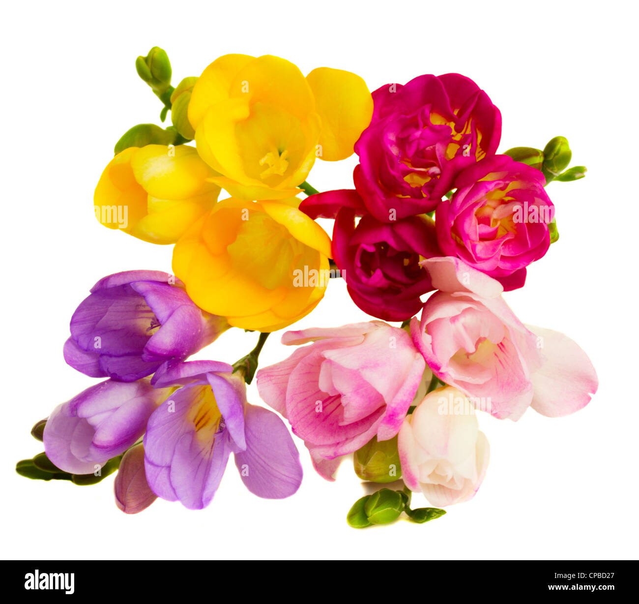 Freesia blooms Cut Out Stock Images & Pictures - Alamy
