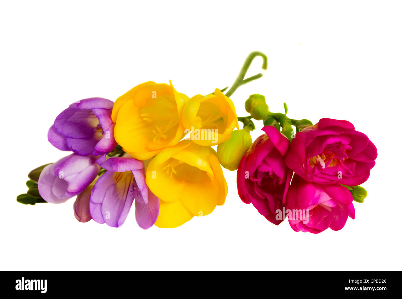 Freesia blooms Cut Out Stock Images & Pictures - Alamy